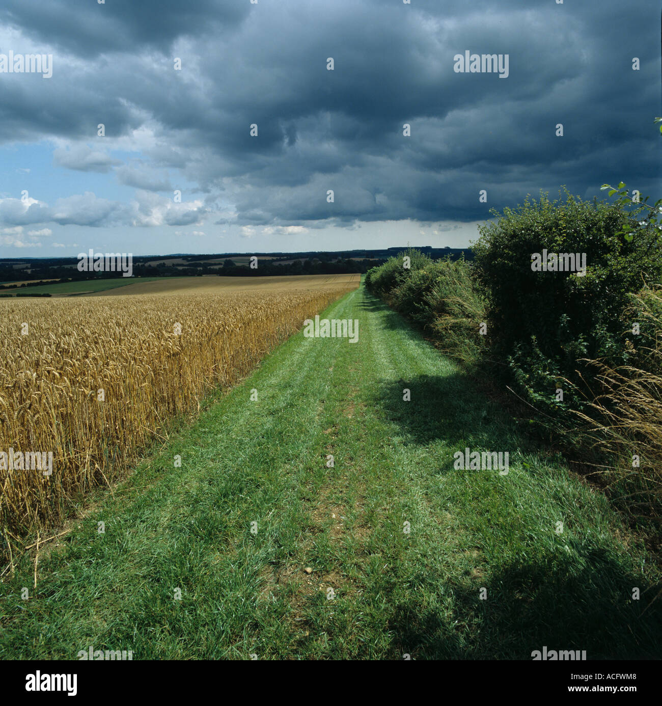 Dividing hedges hi-res stock photography and images - Alamy