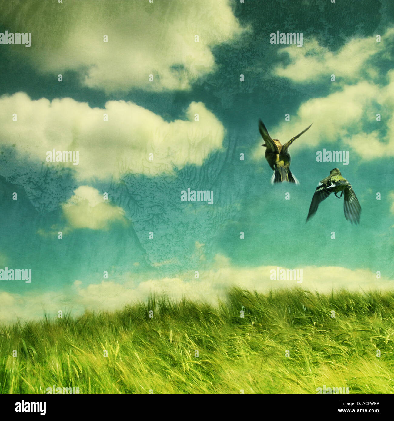 Flight High Resolution Stock Photography and Images - Alamy