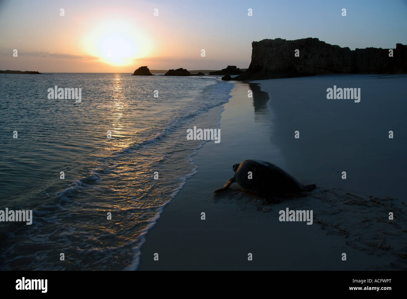 Green sea turtle Chelonia mydas returning to the ocean at sunrise ...