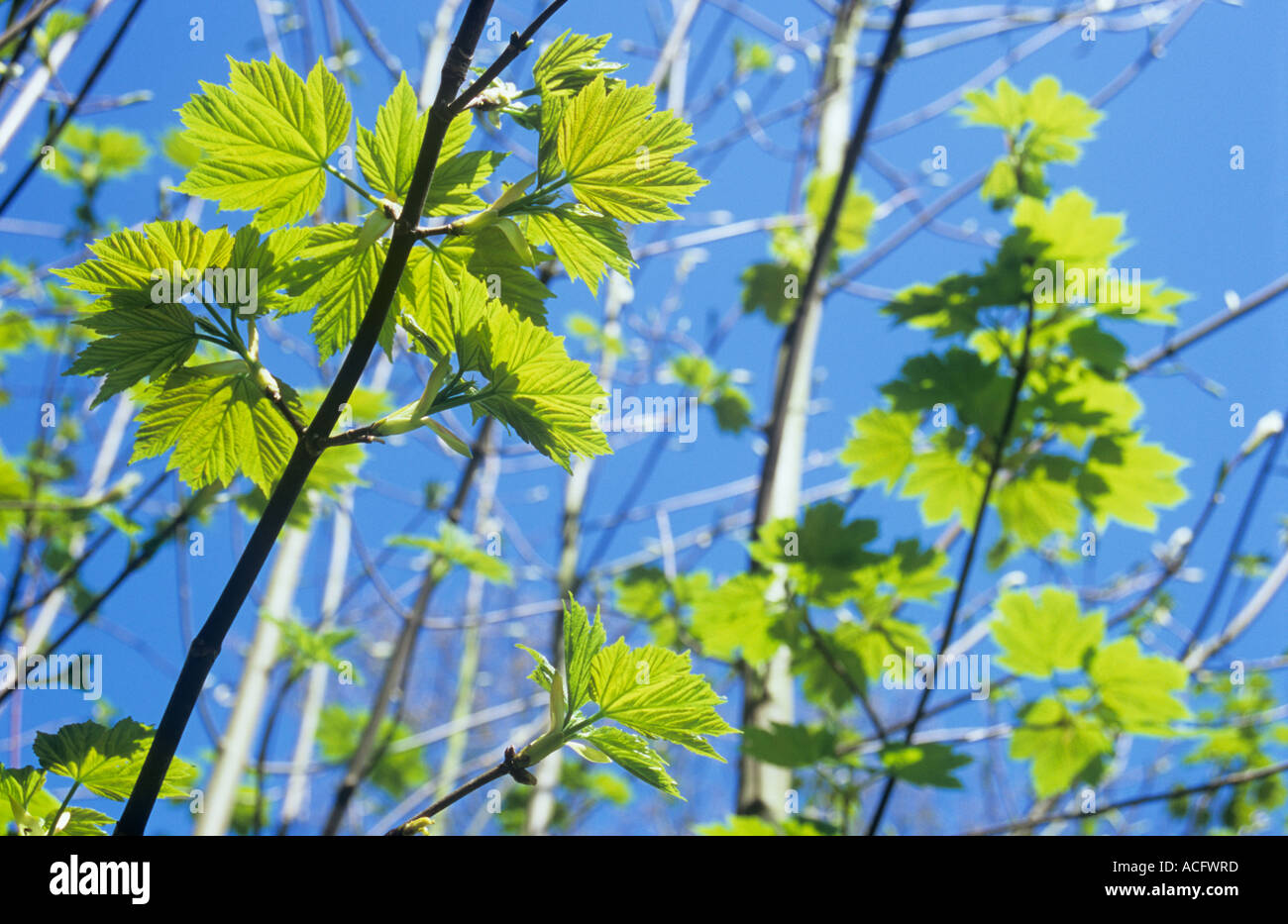 Pale green leaves hi-res stock photography and images - Alamy