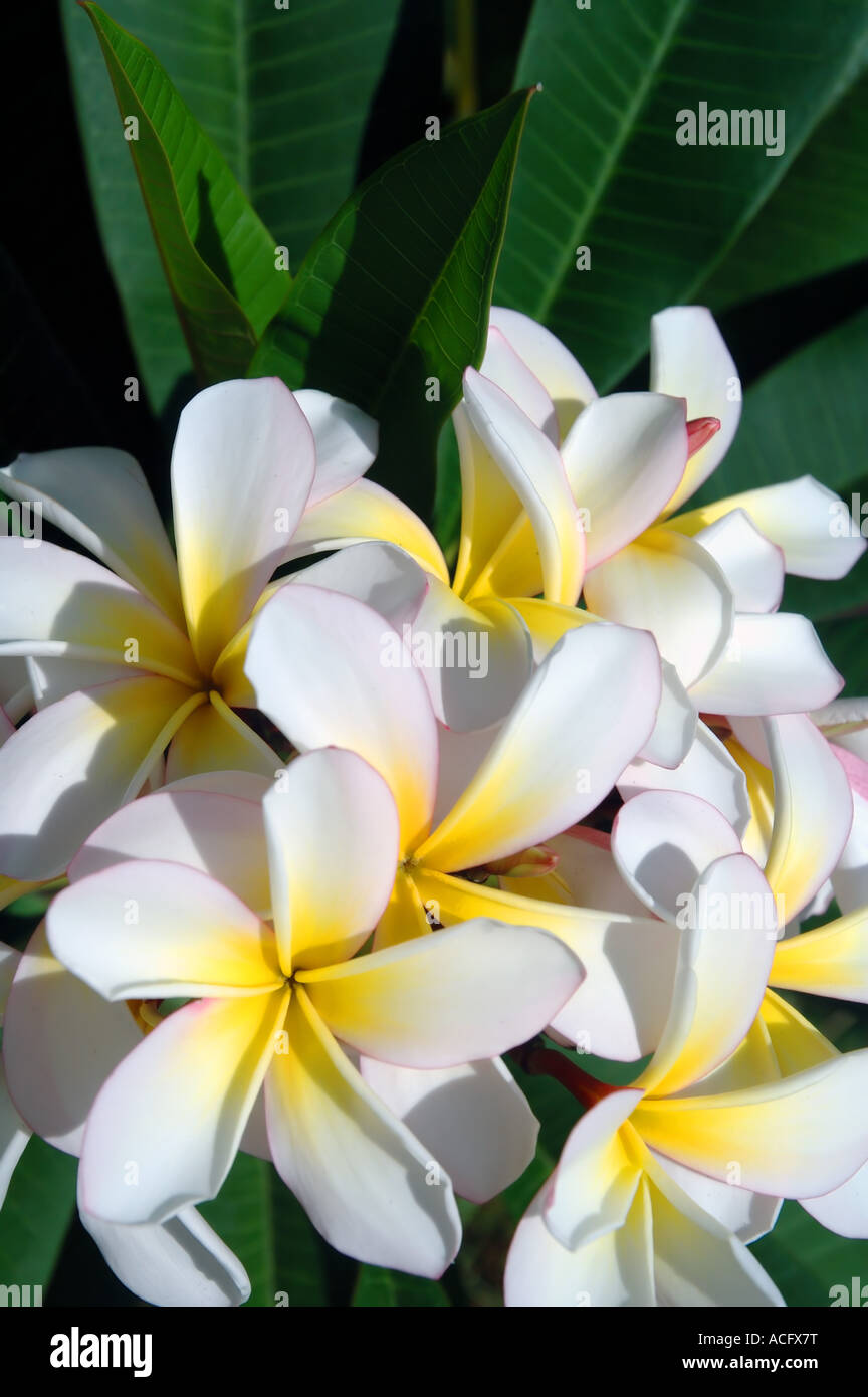 Tropical frangipani Plumeria sp. flowers Stock Photo - Alamy