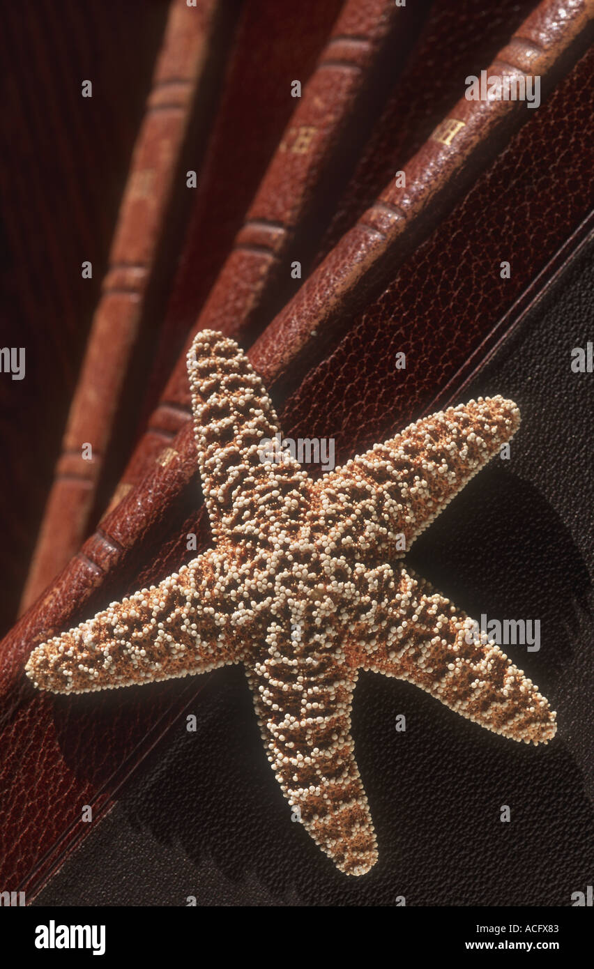 Design pics fish hi-res stock photography and images - Alamy