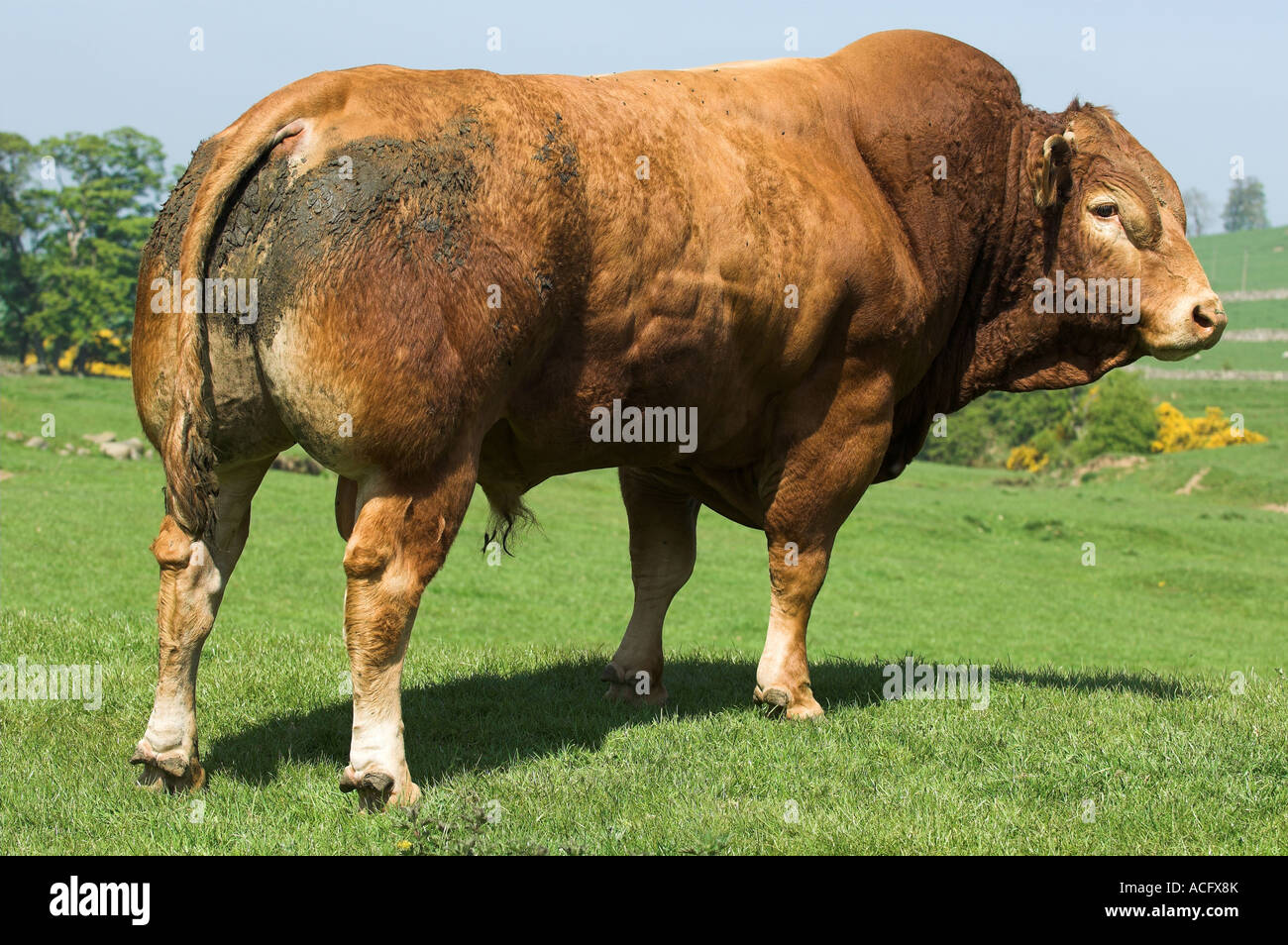 Limousin Bull in field Stock Photo - Alamy