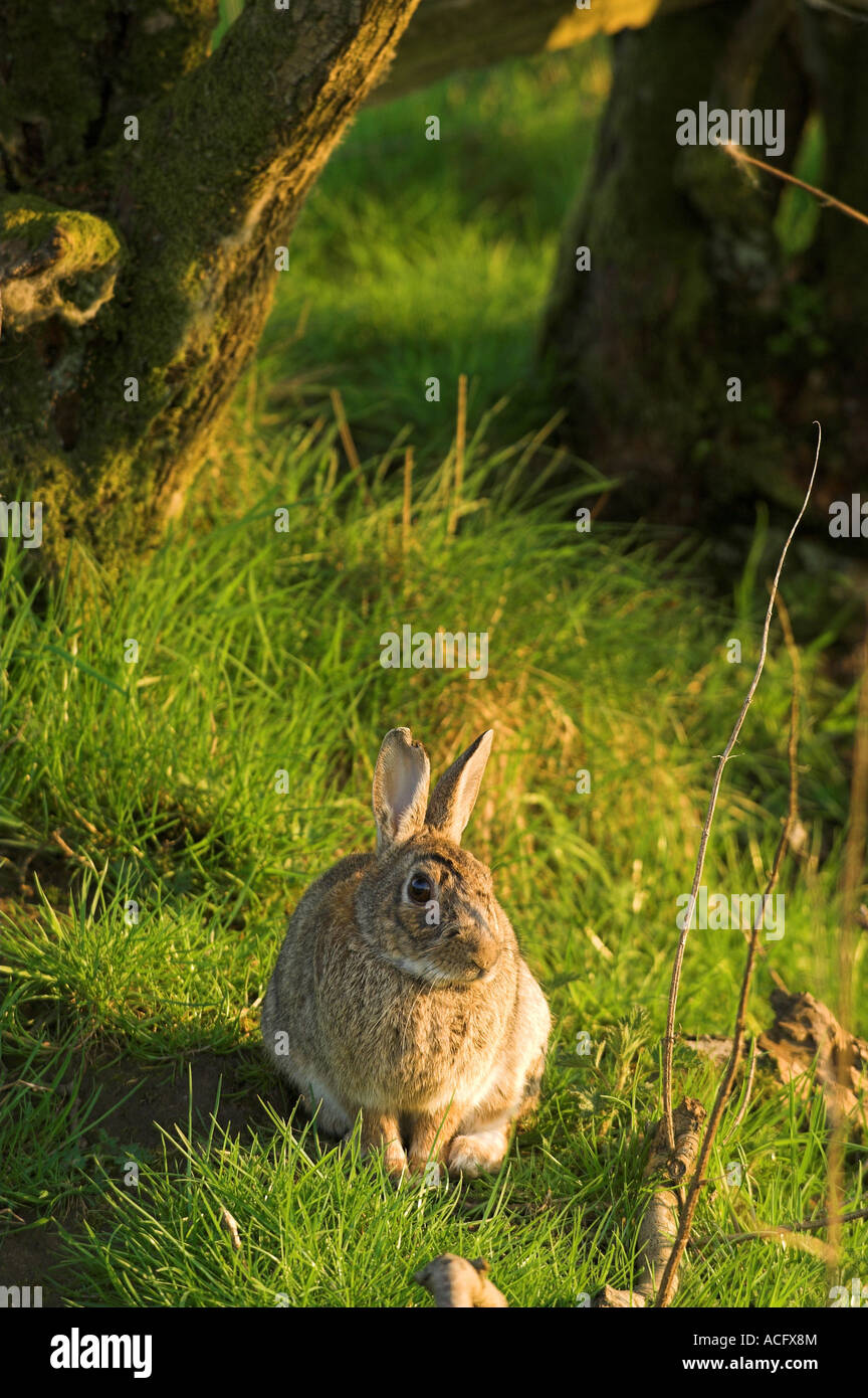 Rabbit sitting in grass - Oryctolagus cuniculus Stock Photo - Alamy