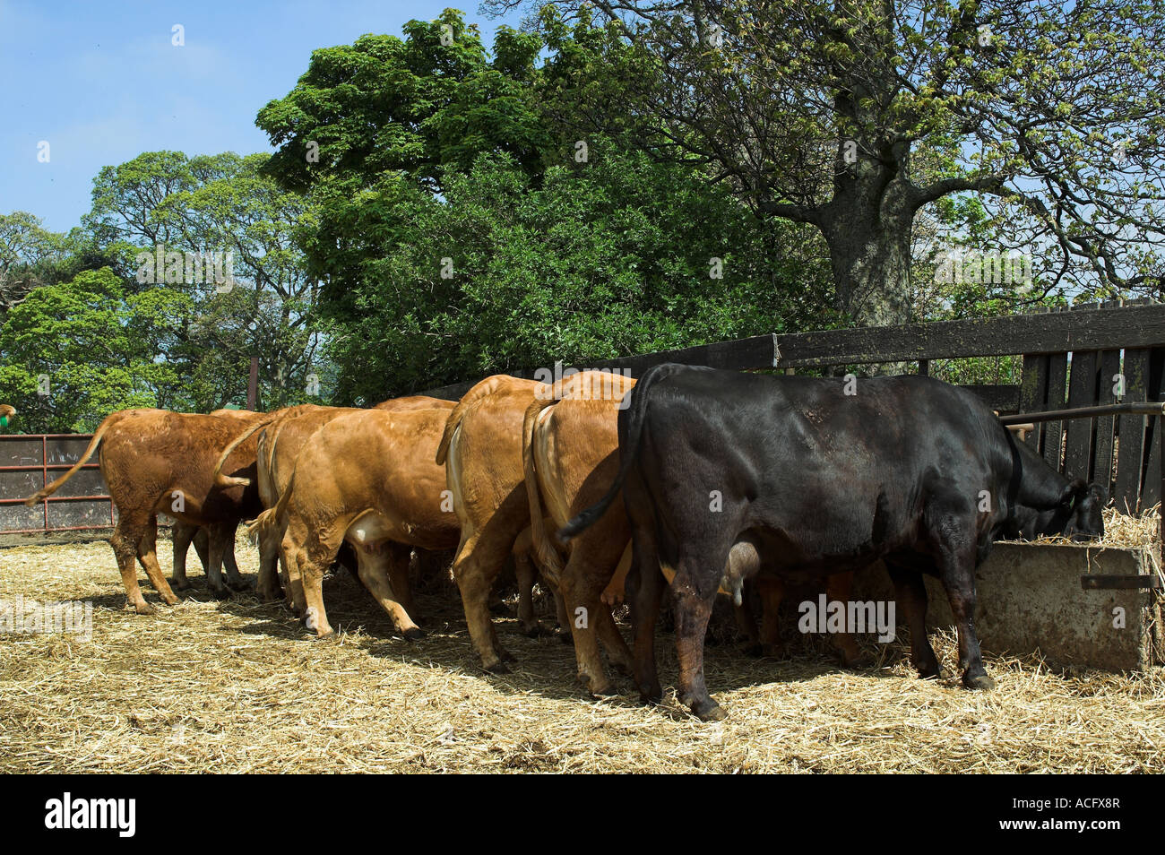 Cattle in a stockyard hi-res stock photography and images - Alamy