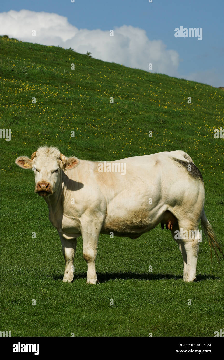 Belgian blue cattle hi-res stock photography and images - Alamy