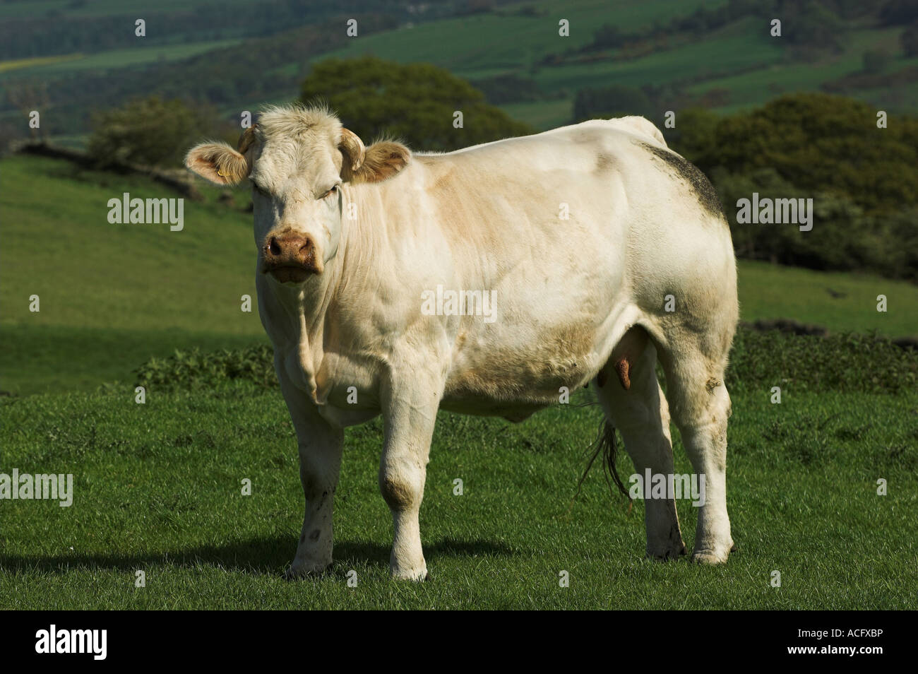 Belgian white blue cow hi-res stock photography and images - Alamy