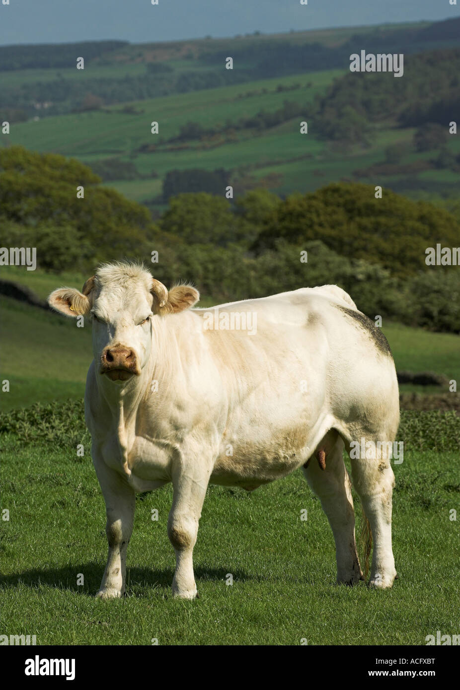 Belgian cow hi-res stock photography and images - Alamy
