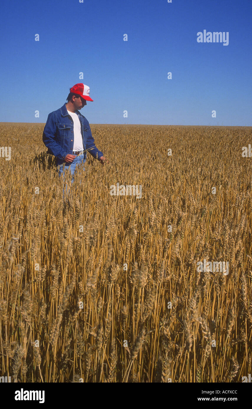 Farmer surveying crop Stock Photo - Alamy