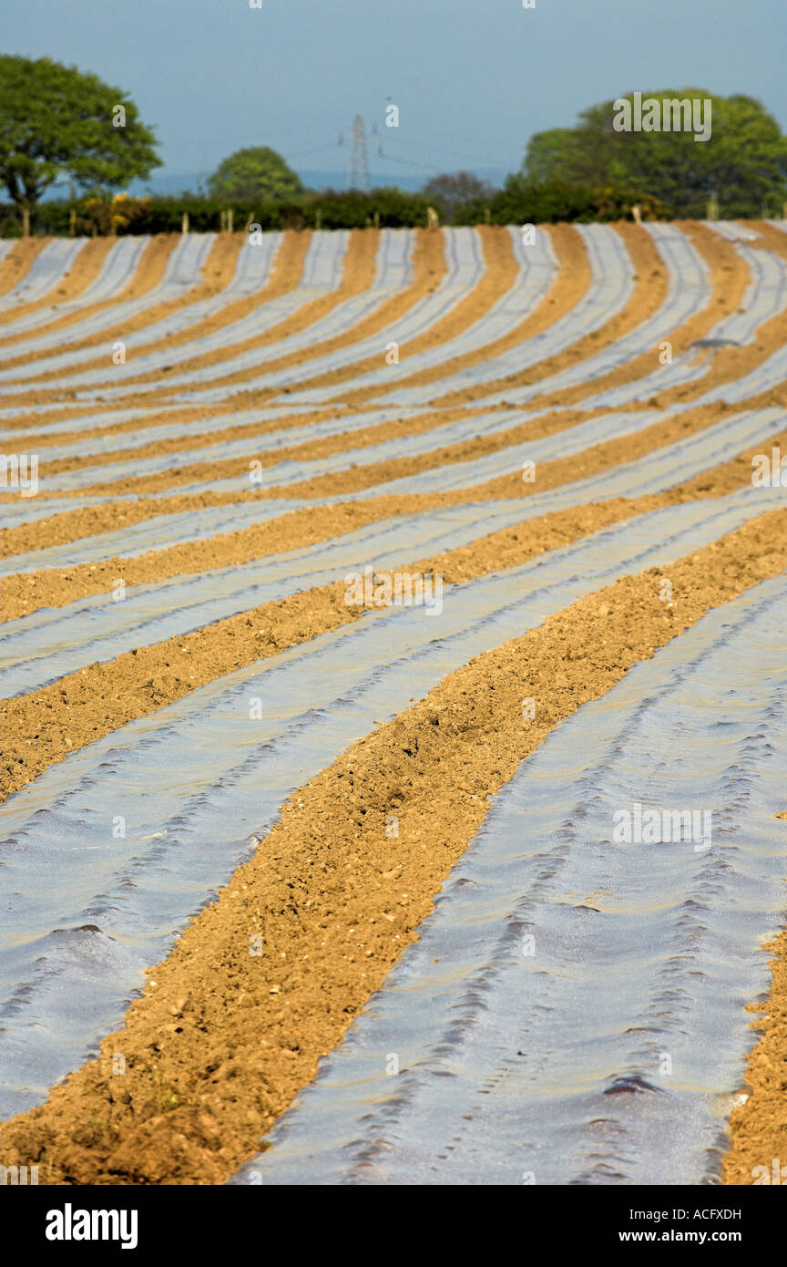 Sweet Corn On Plastic Mulch