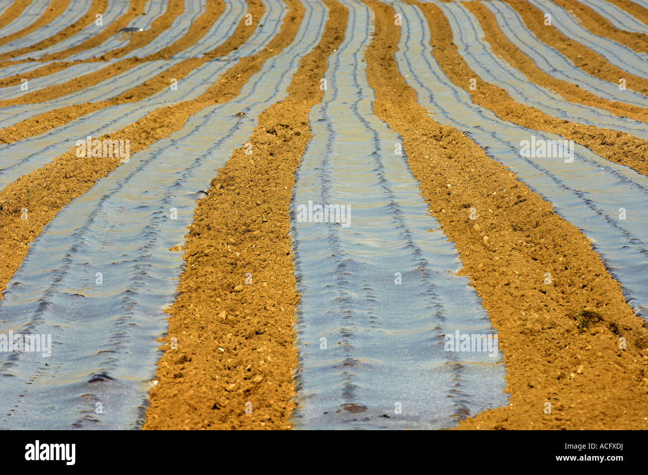 Maize growing through protective plastic sheeting Stock Photo - Alamy