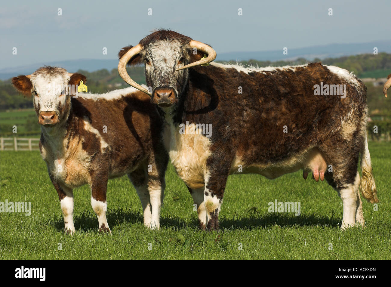 Longhorn cow and calf Stock Photo - Alamy