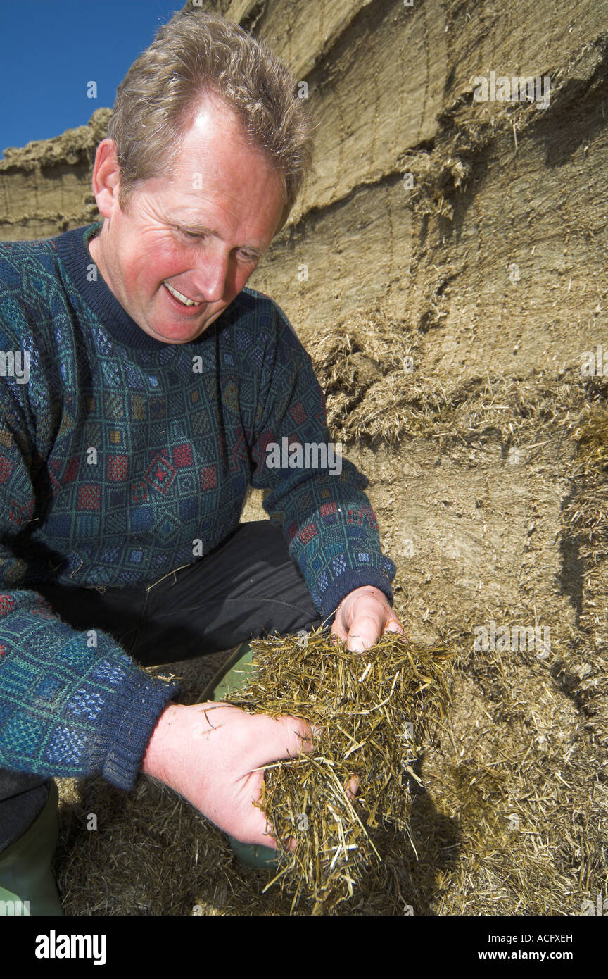 Farmer inspecting quality of silage at the pit face Stock Photo - Alamy