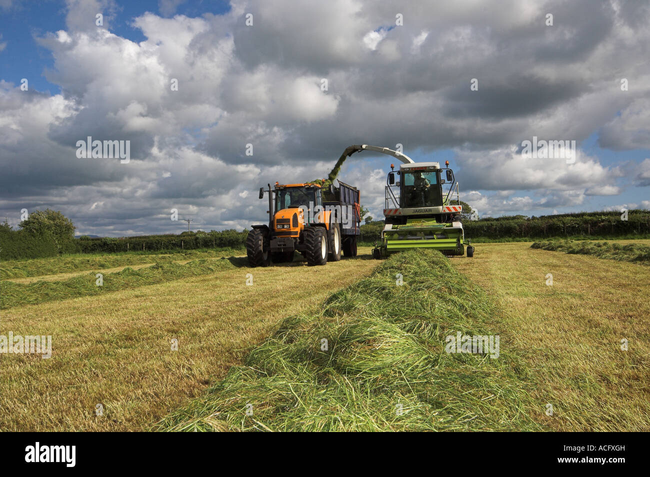 Silaging with a self propelled harvester Stock Photo - Alamy