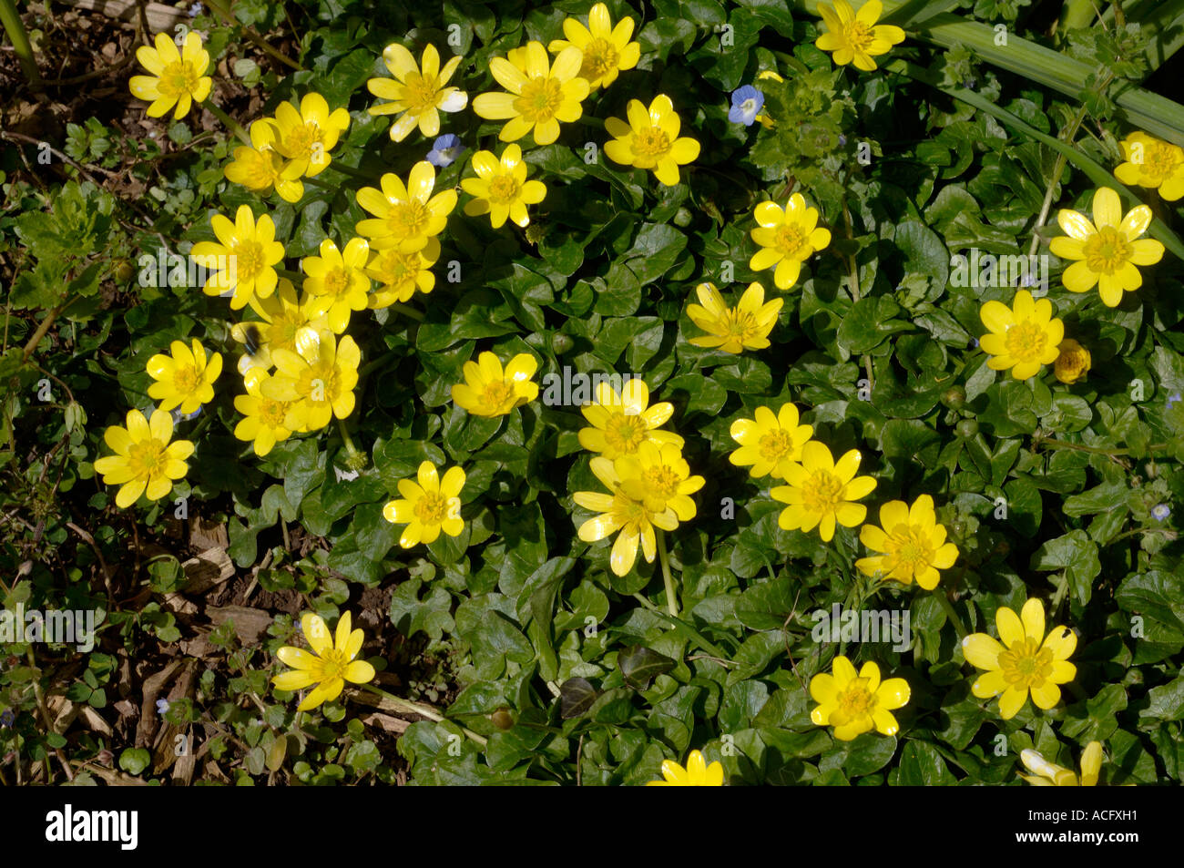 Lesser celandine (Ficaria verna) flowering in spring Stock Photo - Alamy