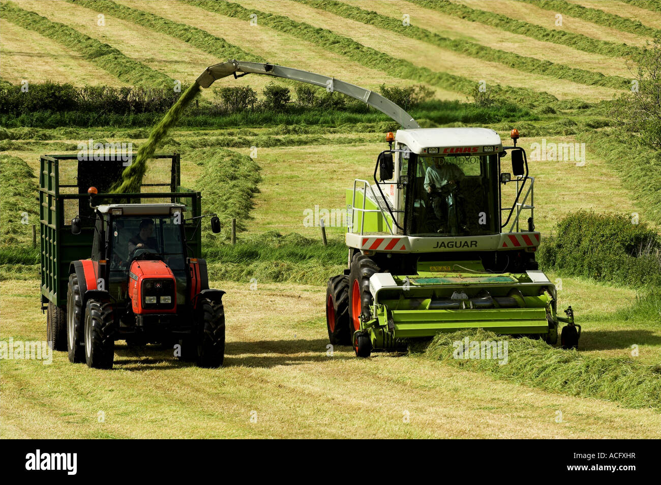 Silaging with a self propelled harvester Stock Photo - Alamy