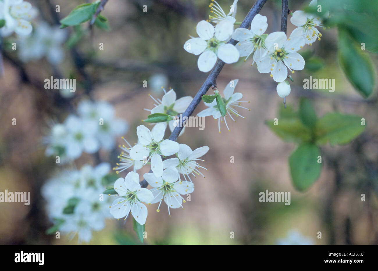 Close up of the early spring white flowers with some leaves of ...