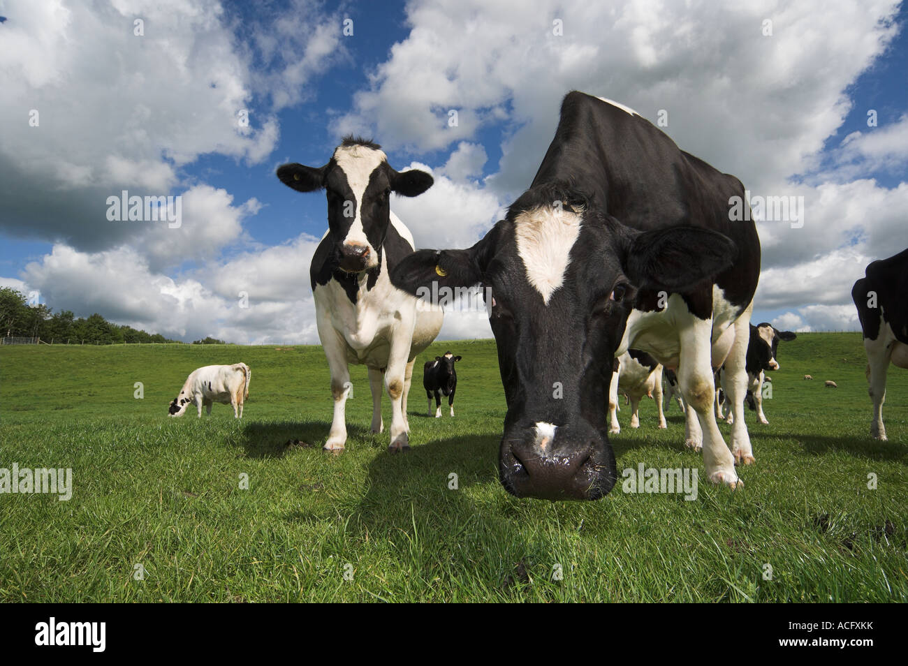 Dairy cattle in fields early summer Cumbria Stock Photo - Alamy