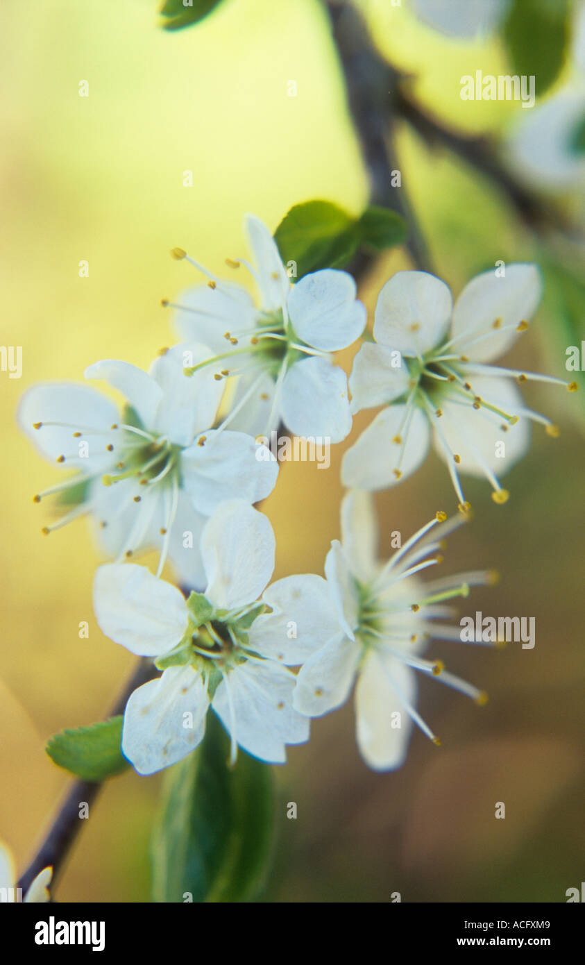 Close up of the early spring white flowers with some leaves of ...