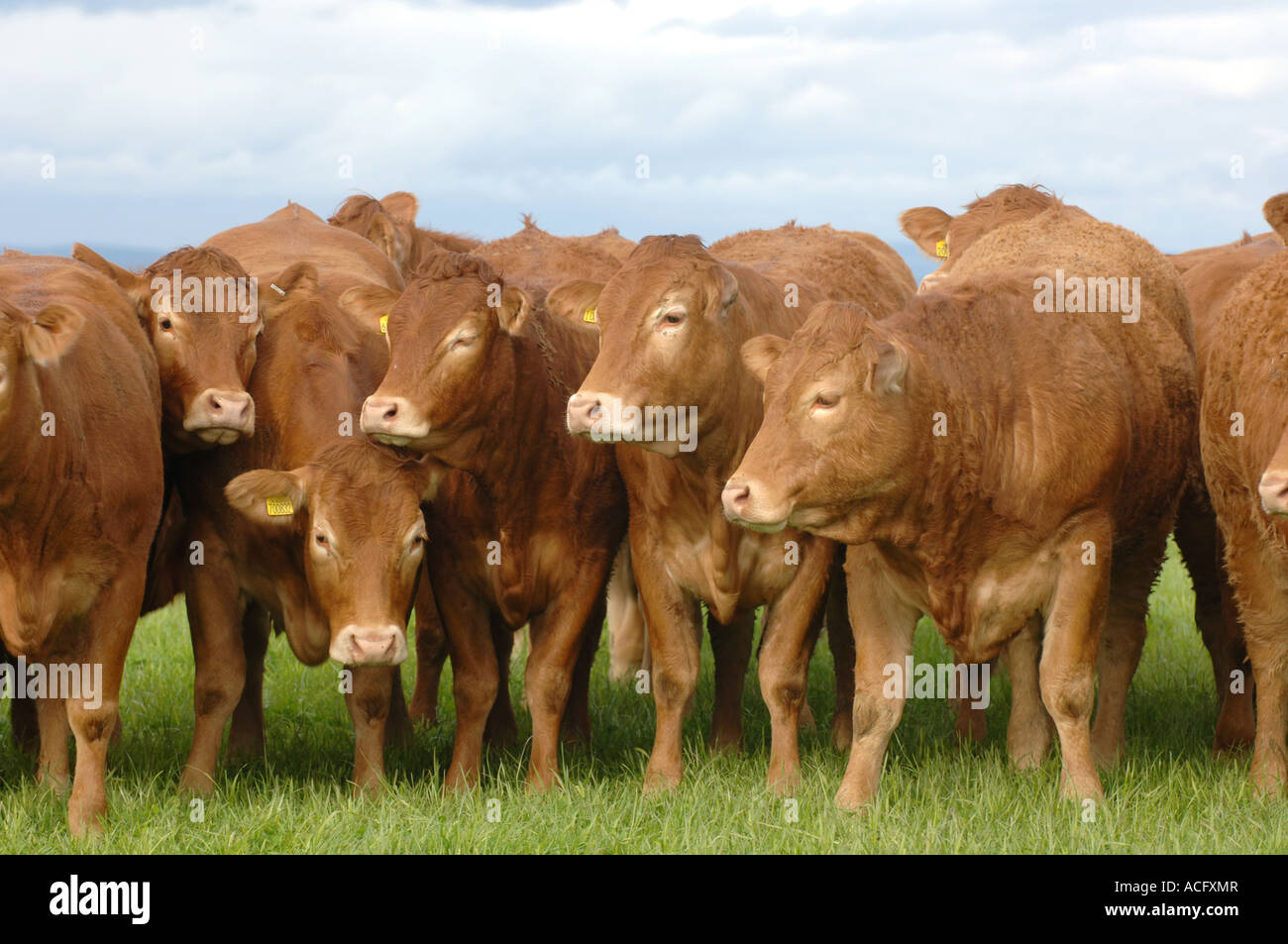 Herd of Limousin young stock Stock Photo - Alamy