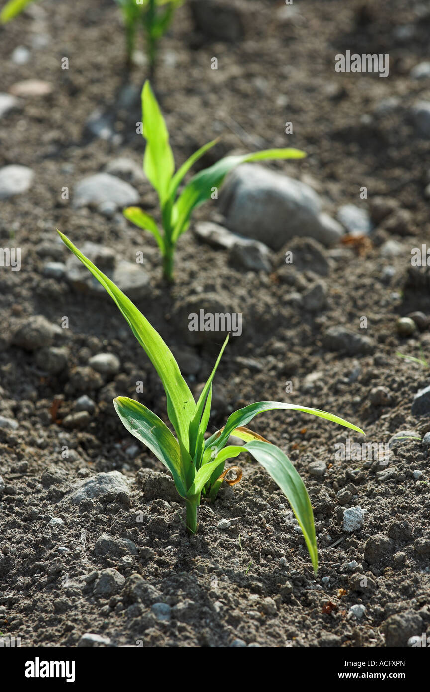 maize seedlings emerging from soil Stock Photo - Alamy