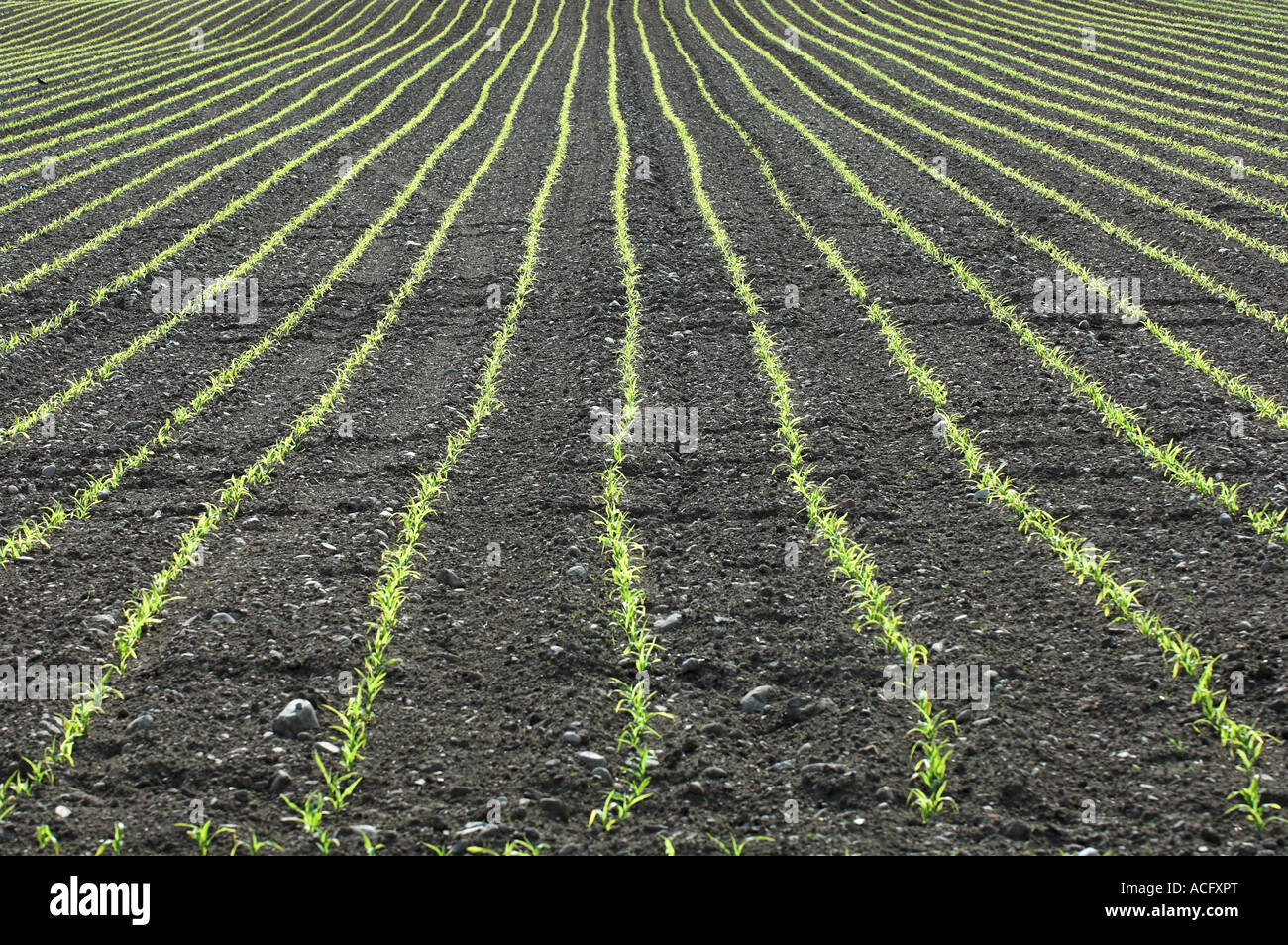 Young maize seedlings emerging in planted rows Stock Photo - Alamy