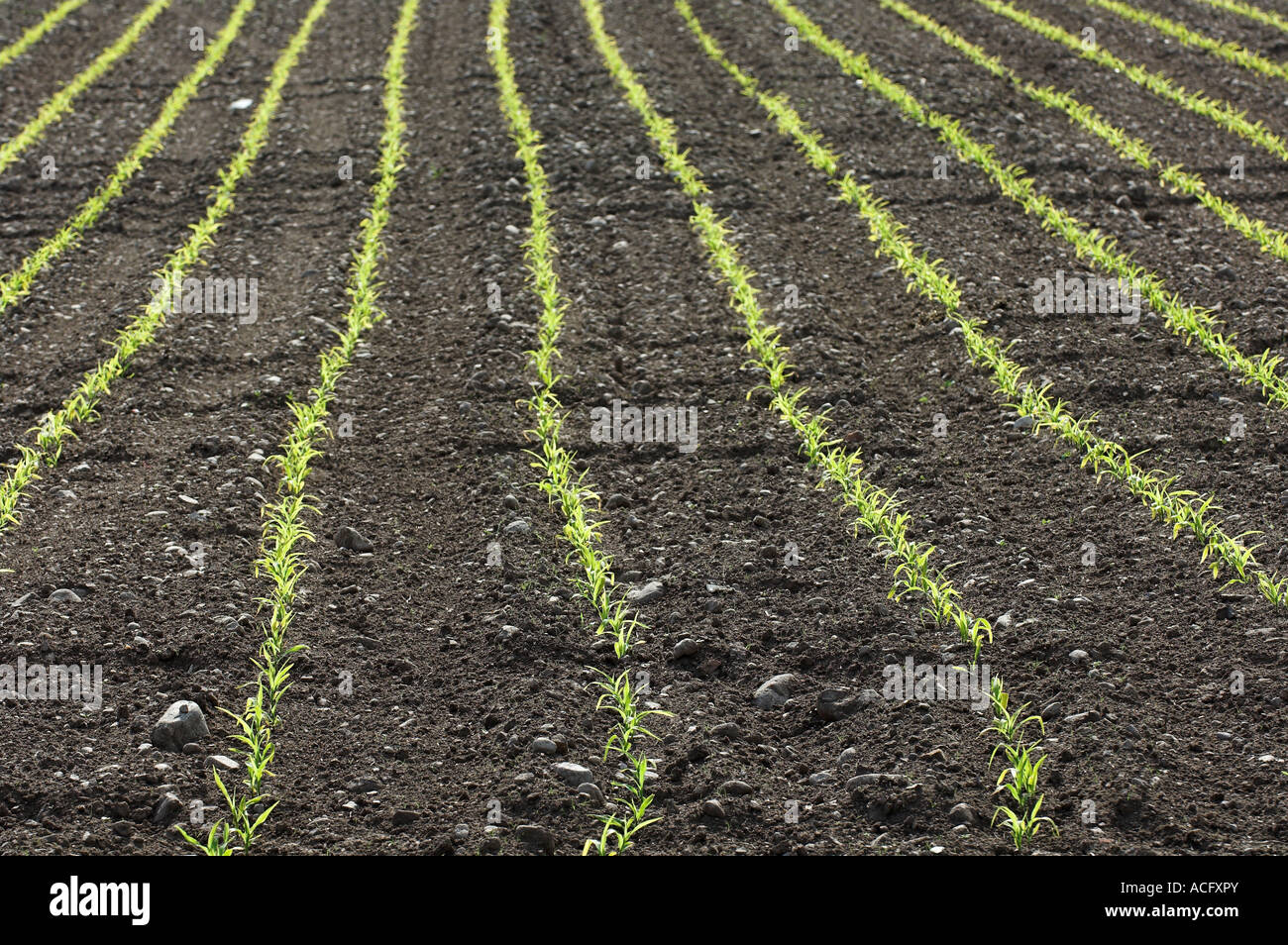 Maize plant seedlings hi-res stock photography and images - Alamy