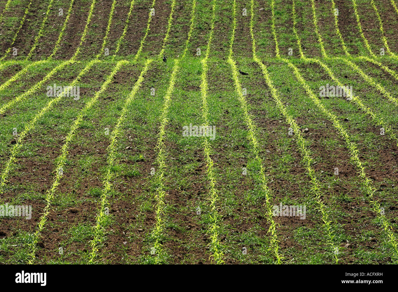 Young maize seedlings emerging in planted rows which have been ...