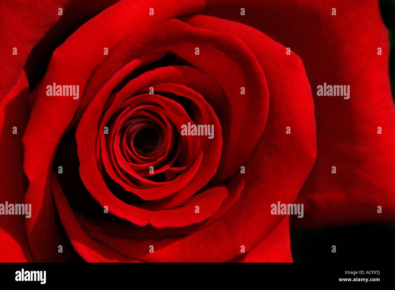 Ingrid bergman rose hi-res stock photography and images - Alamy
