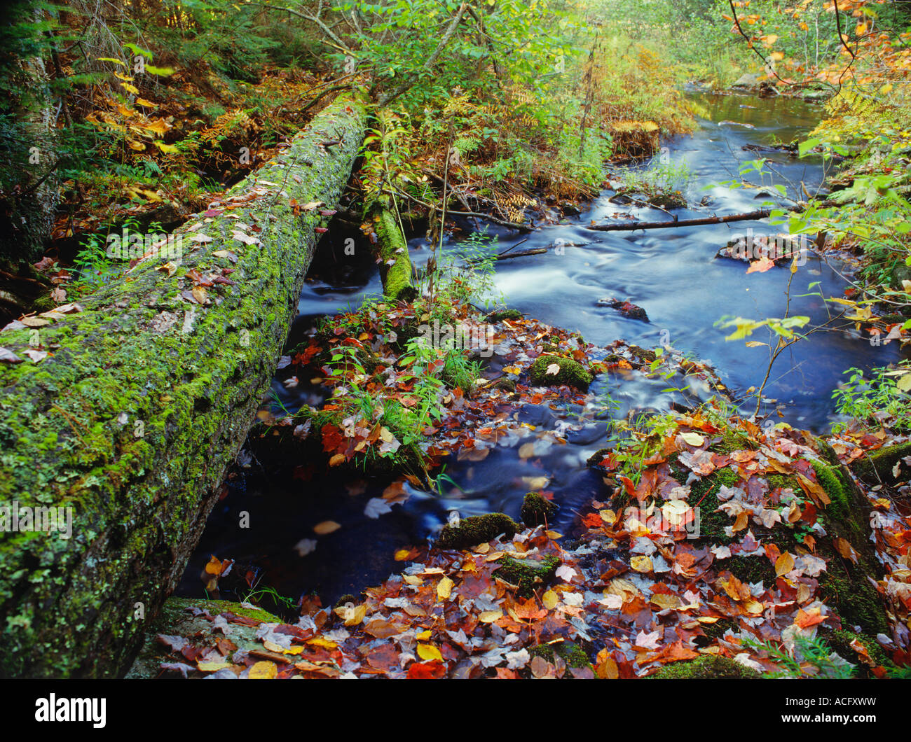 log across stream Stock Photo - Alamy