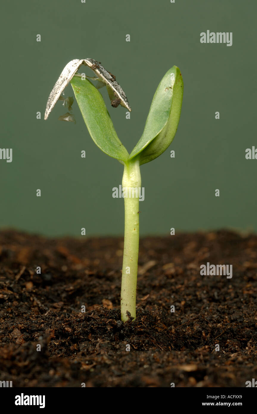 Germinating sunflower cotyledons seedling hi-res stock photography and ...