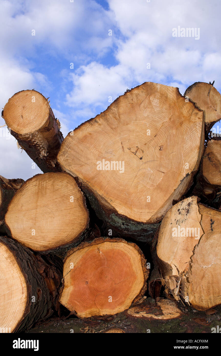 Pine trunks stacked in a forest clearance Stock Photo - Alamy