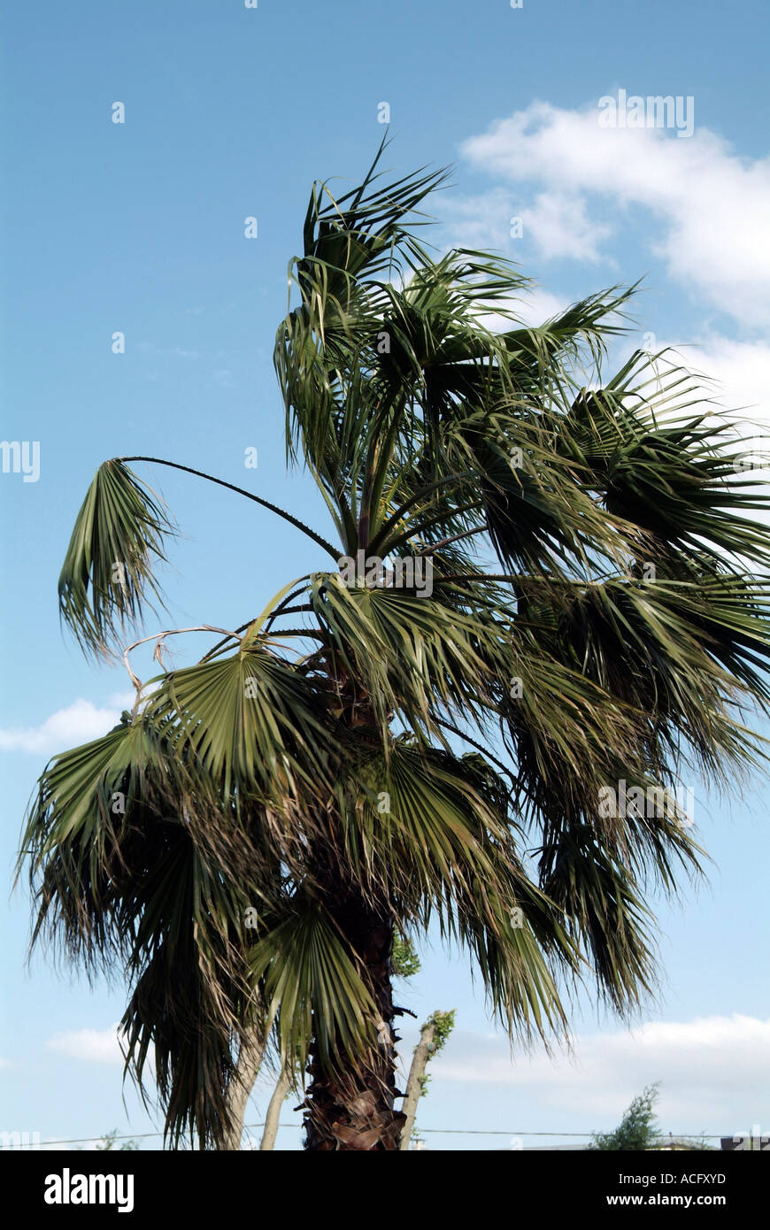 windswept, palm, tree, tropical, storm, wind, windy, island, blow ...