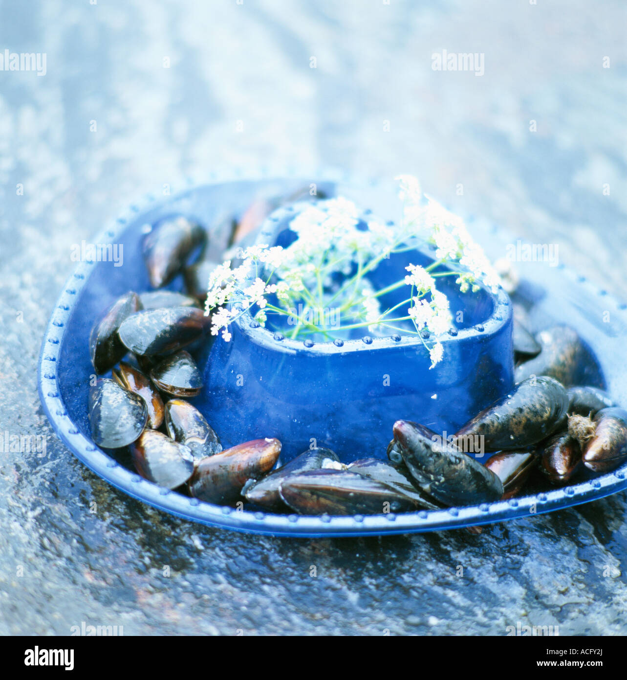 Mussels in a bowl Stock Photo - Alamy