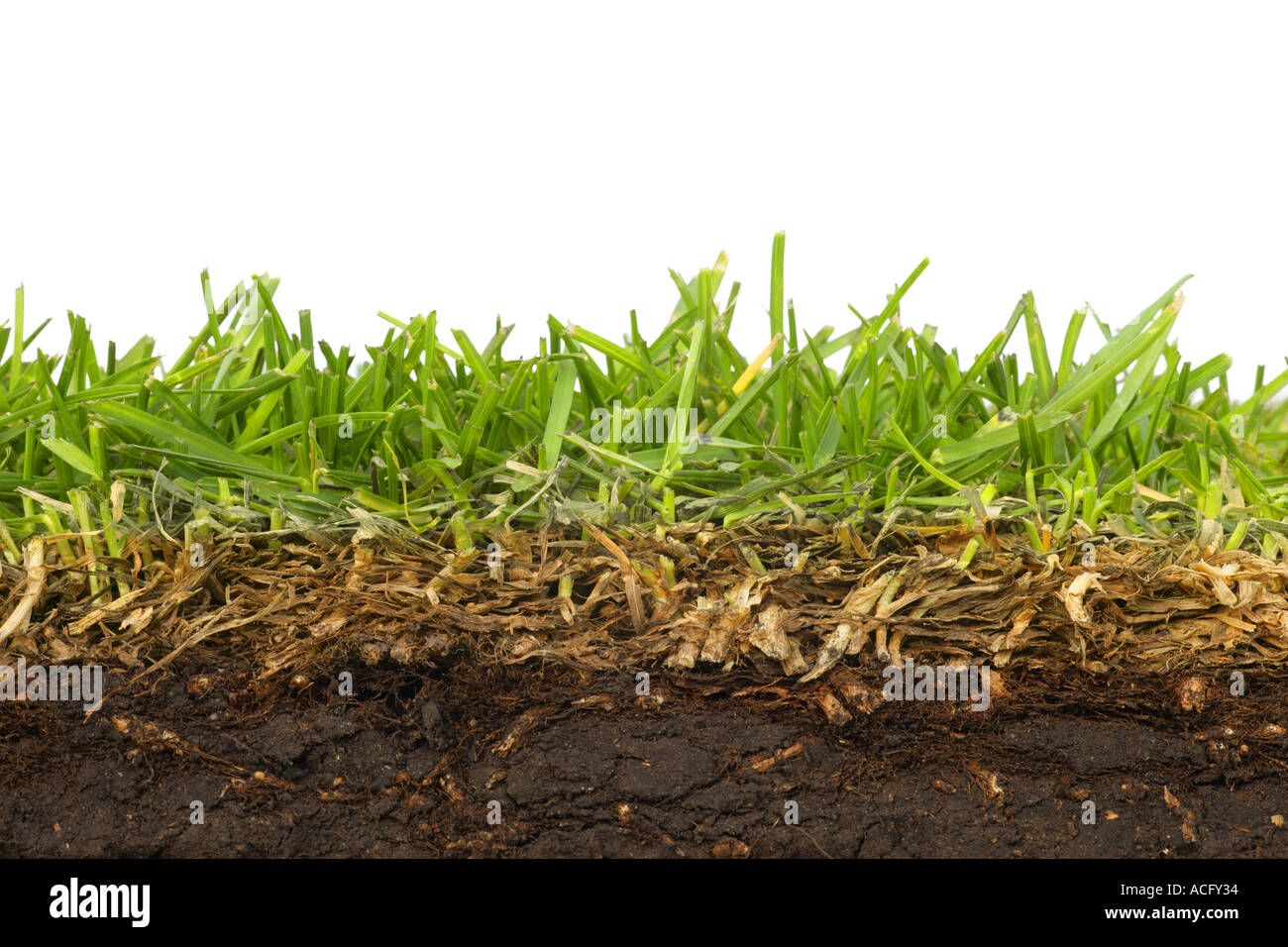 Grass roots and dirt Stock Photo - Alamy
