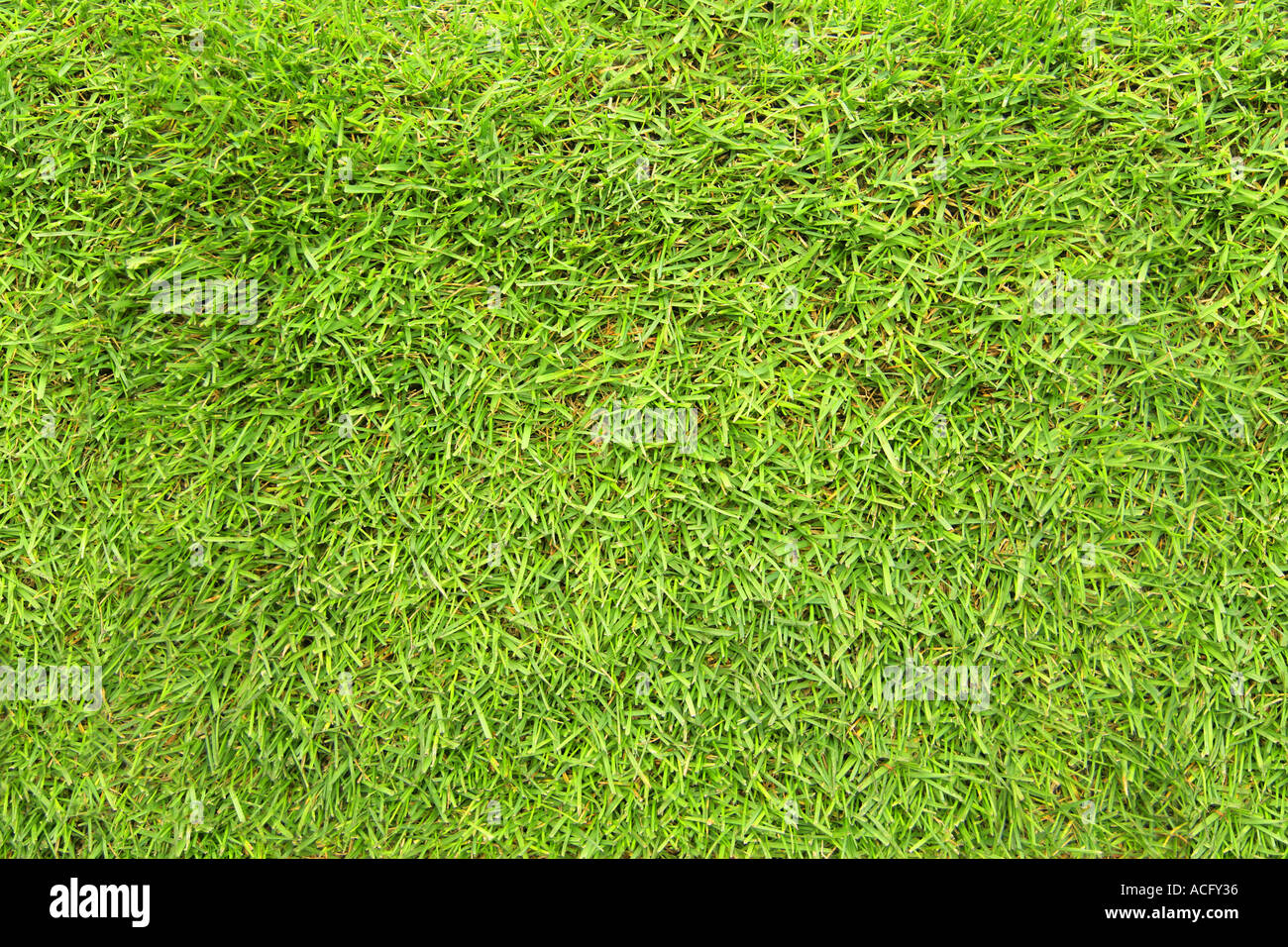 Green grass background design hi-res stock photography and images - Alamy