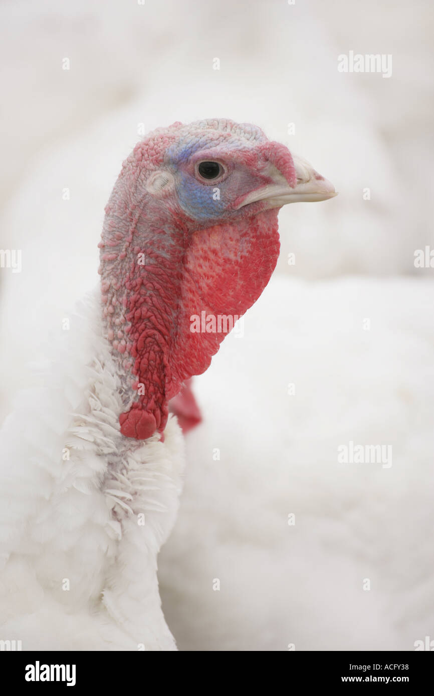 Turkey head hi-res stock photography and images - Alamy