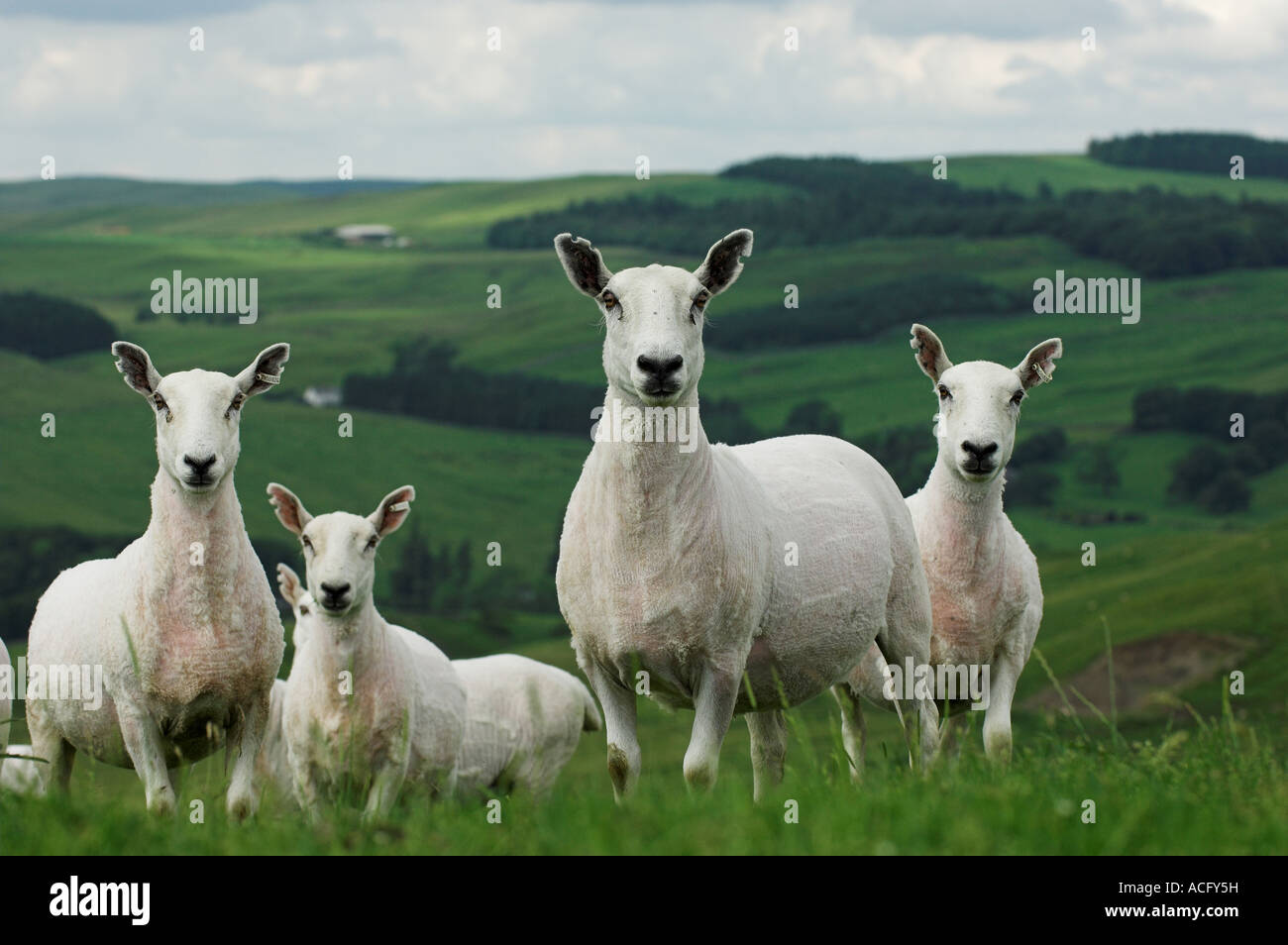 Newly clipped Cheviot mule ewe Hawick Scottish Borders Stock Photo - Alamy