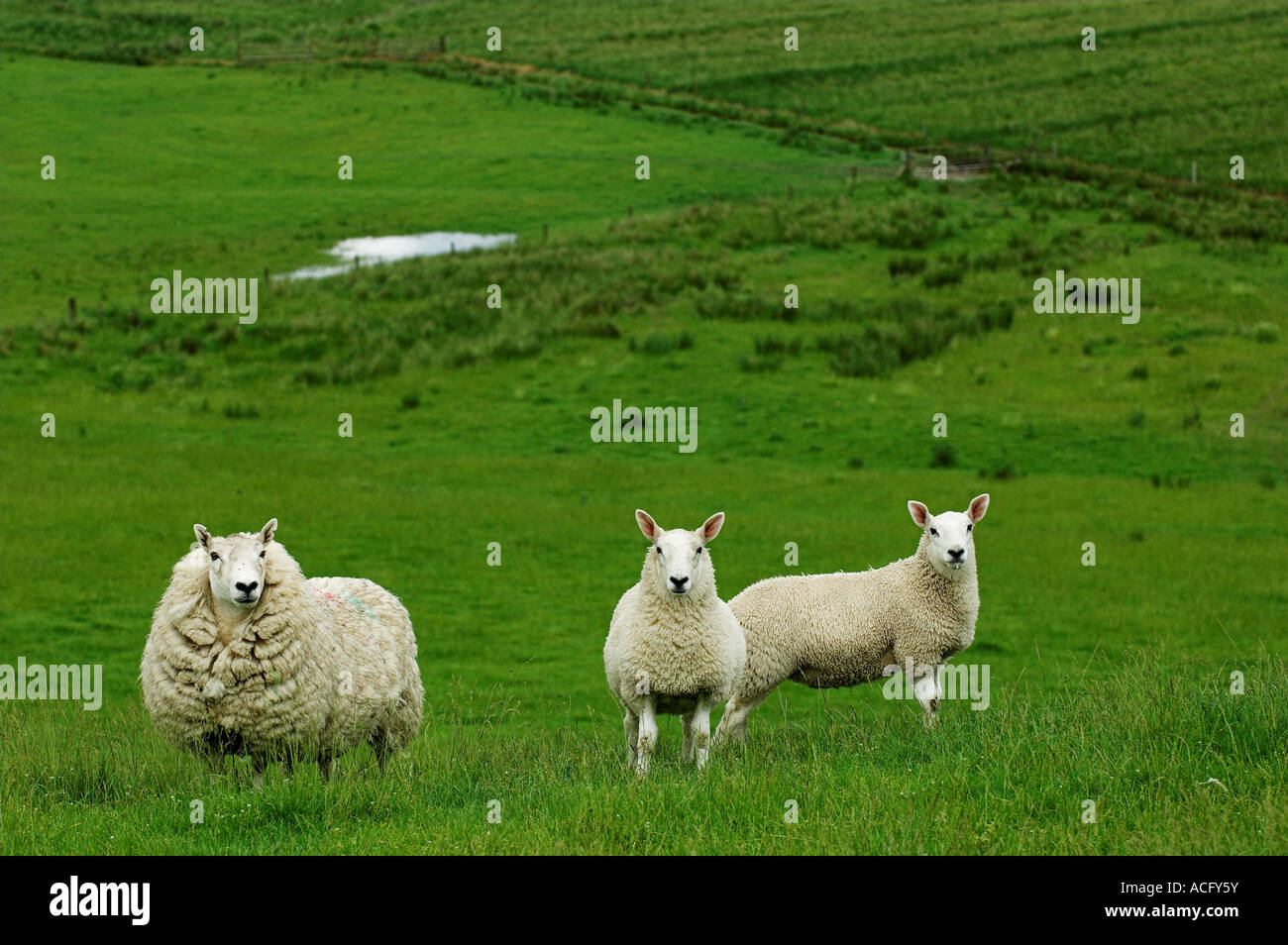 Cheviot leicester hi-res stock photography and images - Alamy