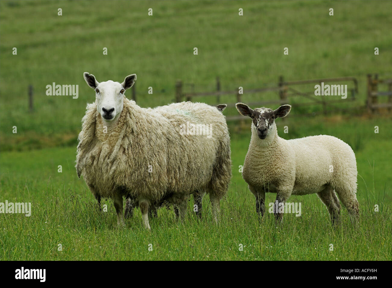 Cheviot mule hi-res stock photography and images - Alamy