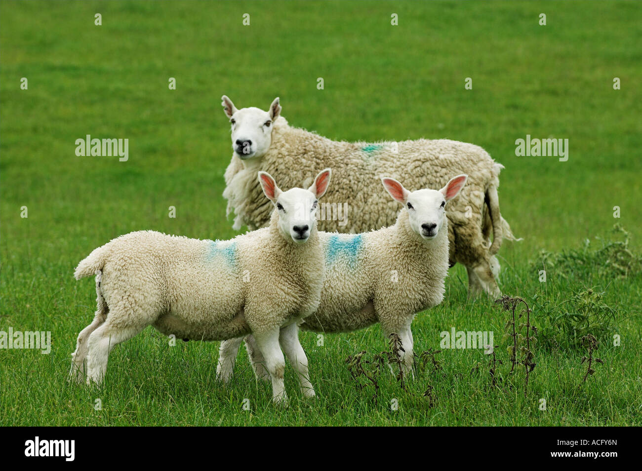 Cheviot mule with leicester sired lambs at foot Hawick Scottish Borders ...