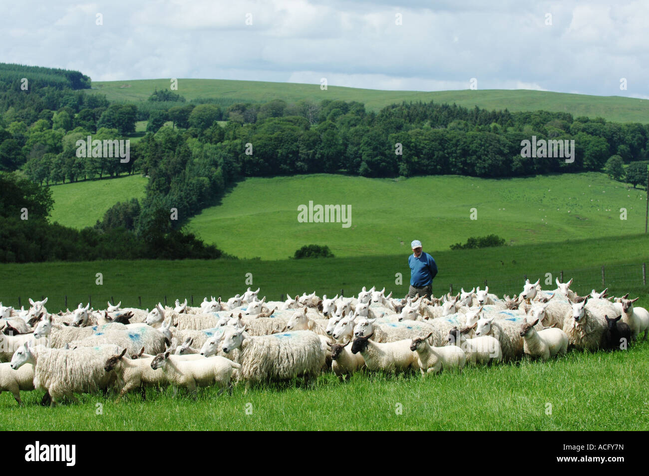 Shepherd gathering sheep in for wool clip, Scottish Borders Stock Photo ...