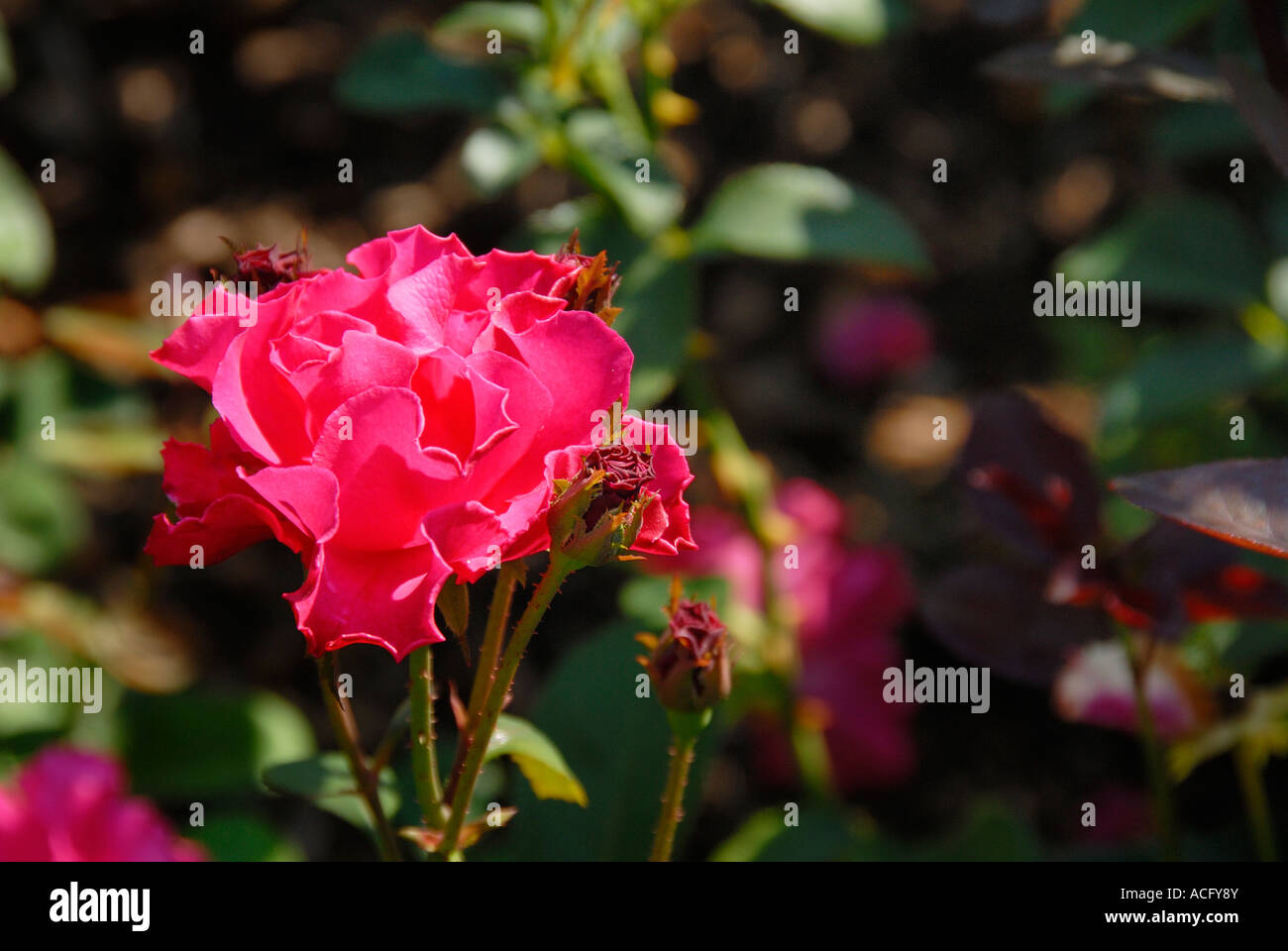 Permanent wave hi-res stock photography and images - Alamy