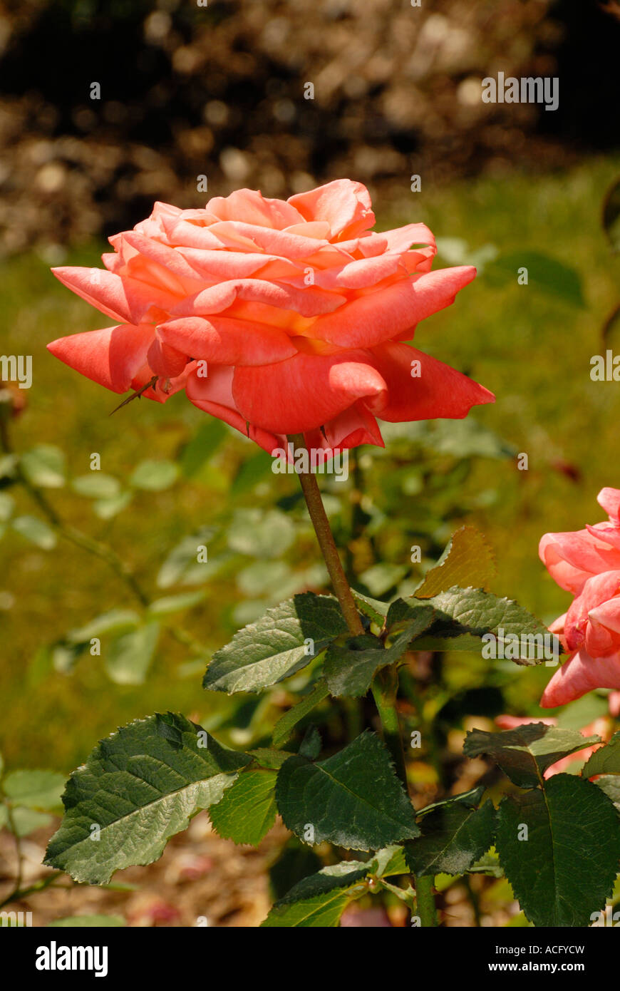 Seashell rose flower hi-res stock photography and images - Alamy