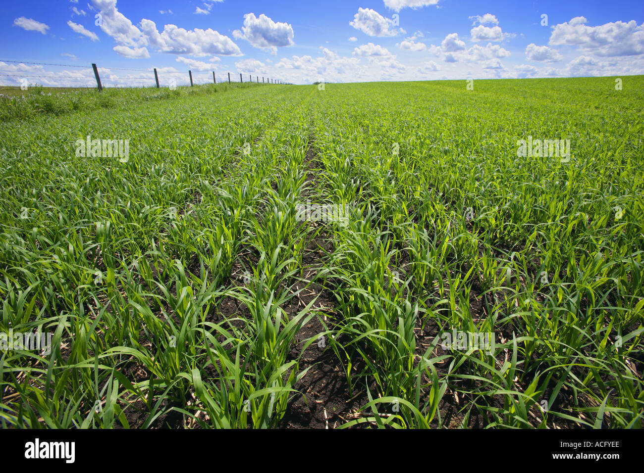 Large fields of green crop Stock Photo - Alamy