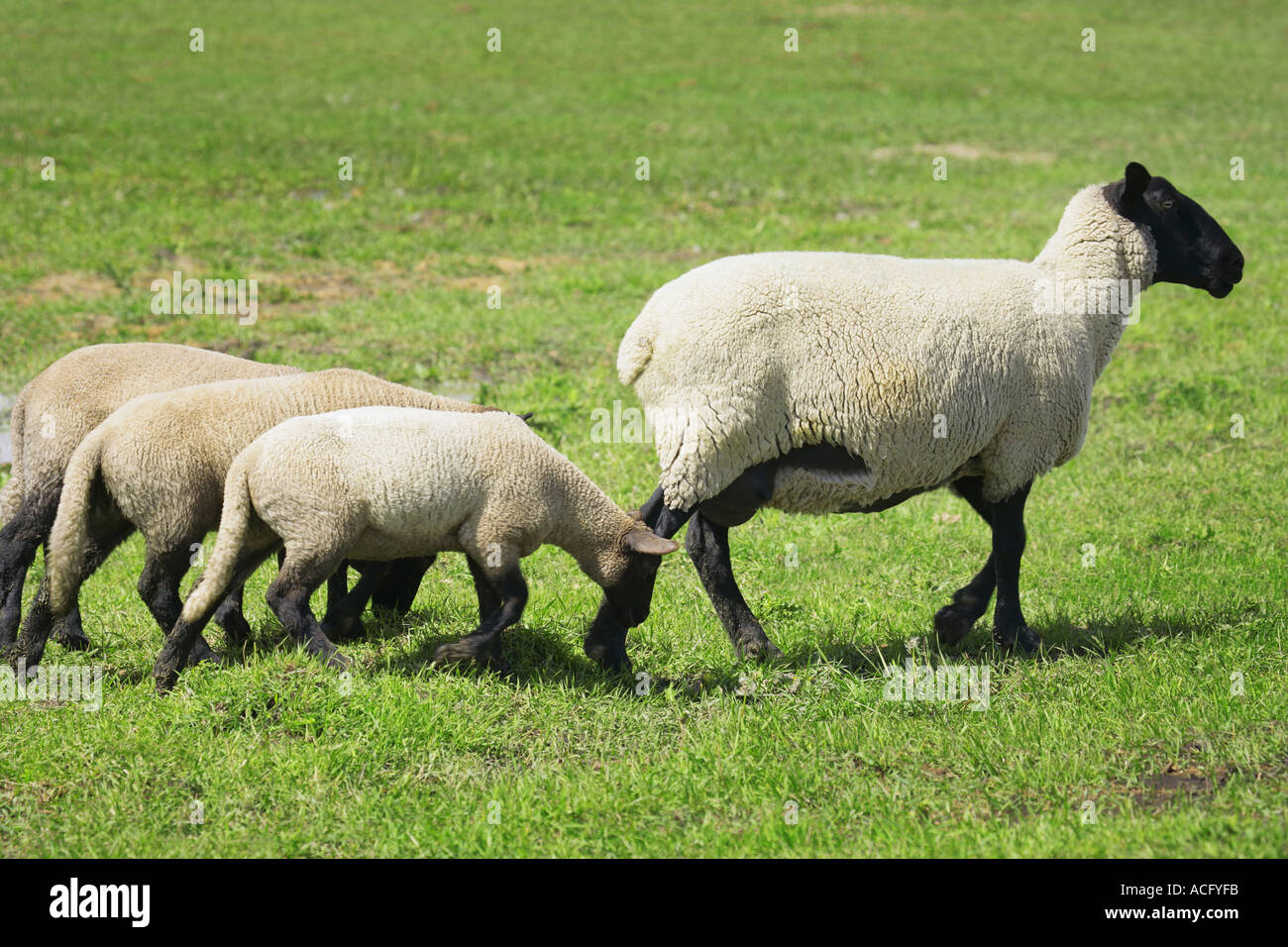 Ewe and three baby lambs Stock Photo - Alamy