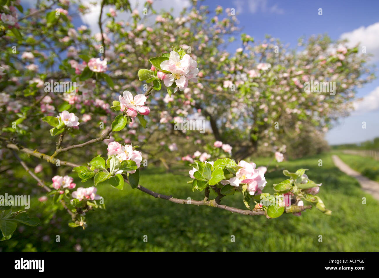 Kentish orchard hi-res stock photography and images - Alamy