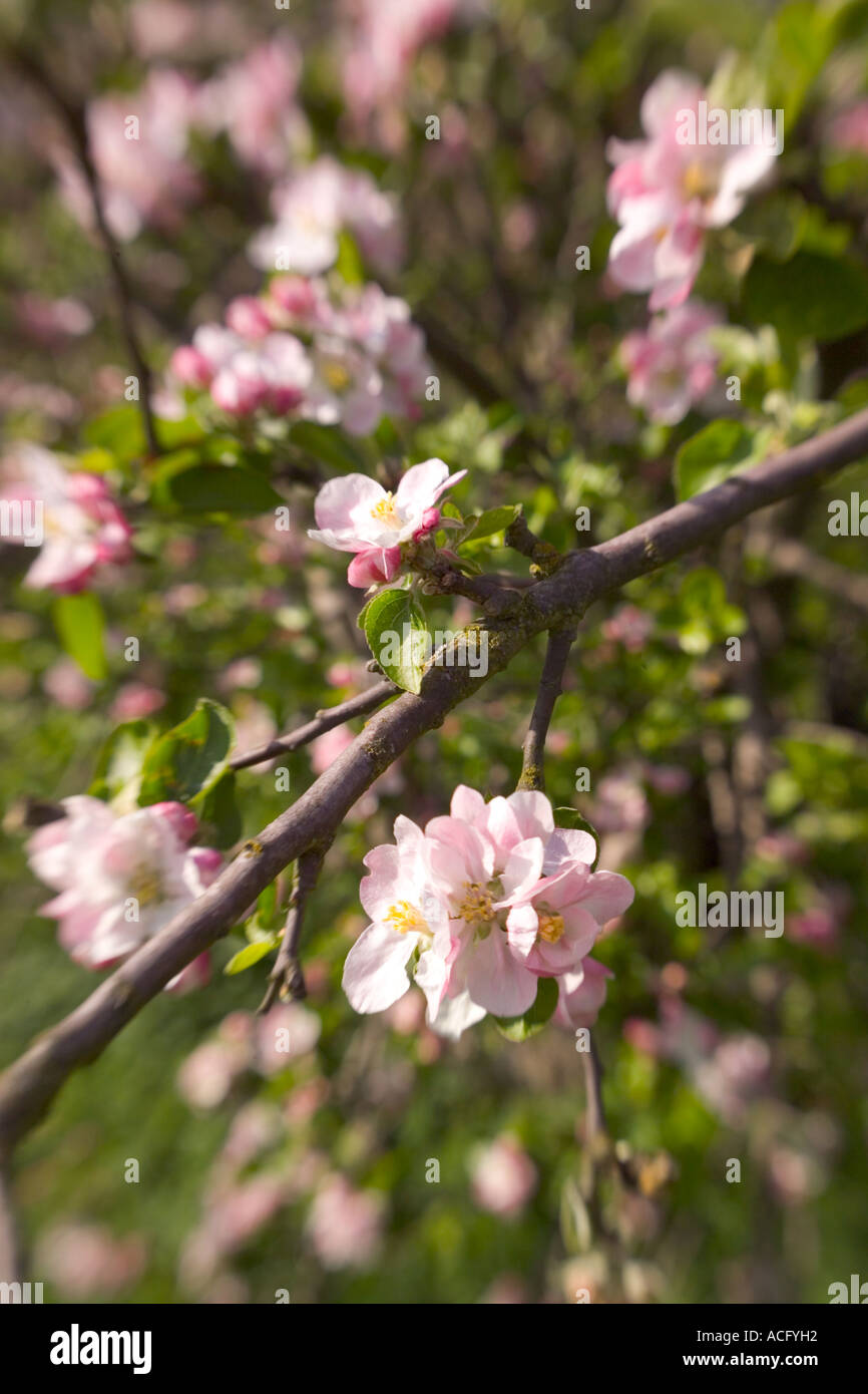 Apple blossom in a kent orchard Stock Photo - Alamy