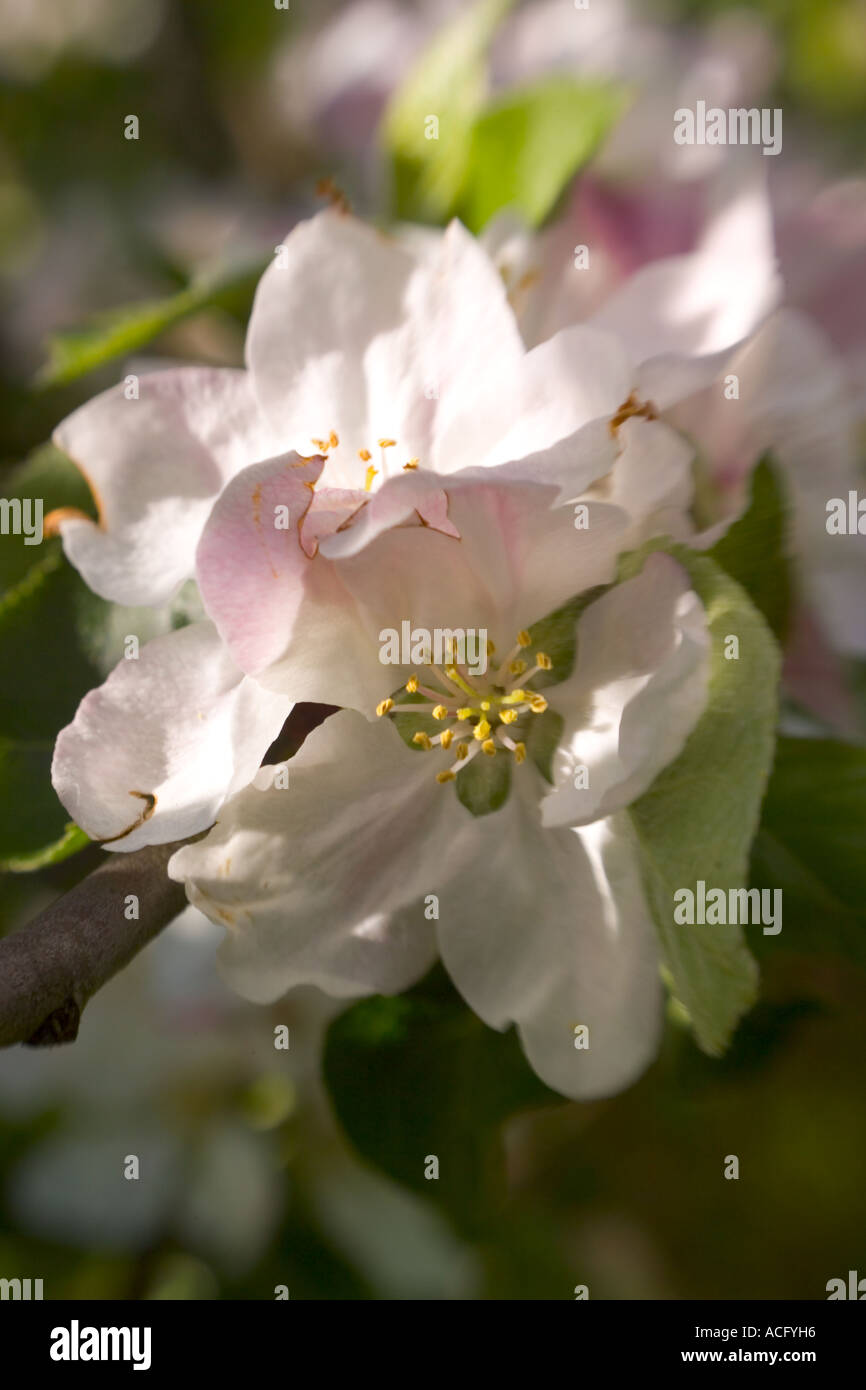 Kentish orchard hi-res stock photography and images - Alamy