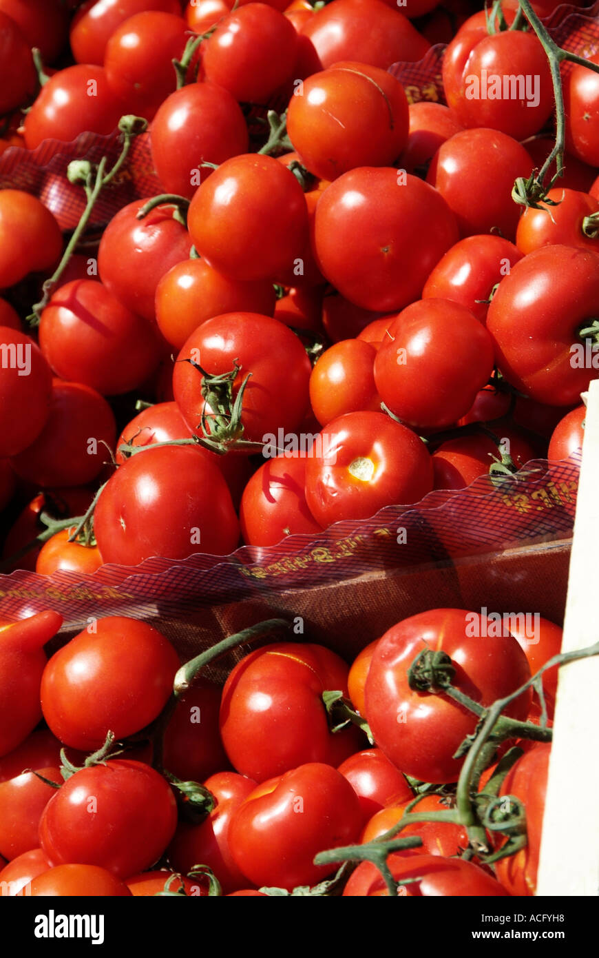tomato, tomatoes, red, fresh, fruit, veg, vegetables, stalk, health ...